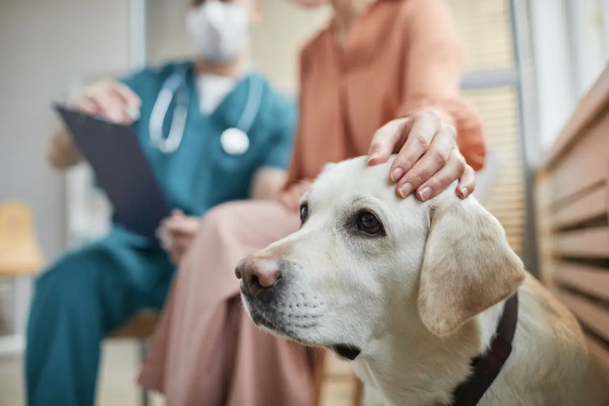 Unmasking Canine Mouth Tumors: Signs and Solutions - DogWondersWorld Unmasking Canine Mouth Tumors: Signs and Solutions - DogWondersWorld
